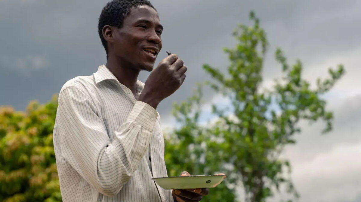 Christmas grub: Zimbabwean beetle makes a seasonal snack - Zimbabwe ...