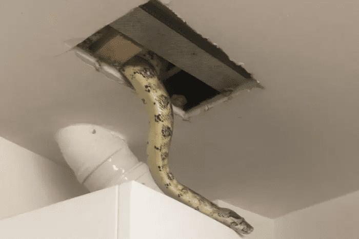 Mamombe, Chimbiri evacuated from Chikurubi prison cell after snake ...