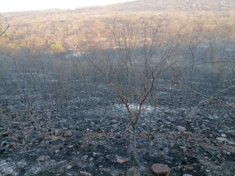 10 farm workers killed while battling veld fire in Esigodini - Zimbabwe ...