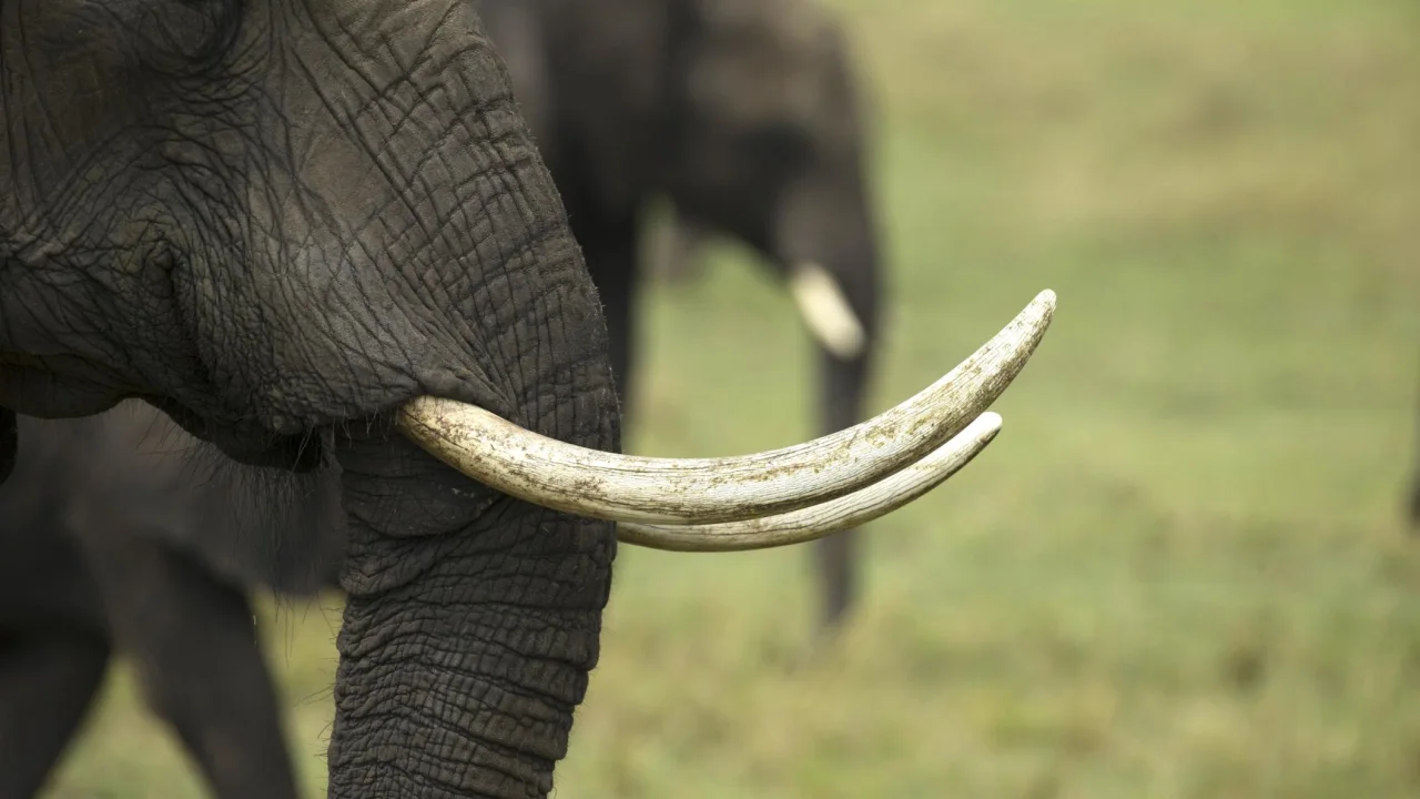 Police officer, parks ranger jailed 9 years for possession of ivory ...