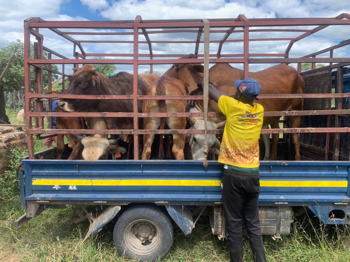 Zimbabwe imposes livestock movement ban, deploys 300,000 vaccines to ...